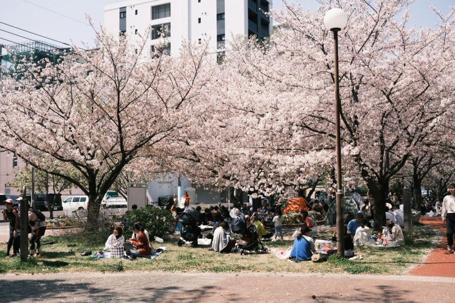 Hanami : La Magie des Cerisiers en Fleurs au Japon - diy district