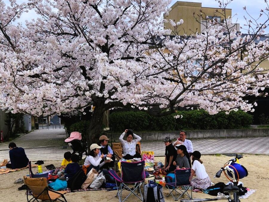 Hanami : La Magie des Cerisiers en Fleurs au Japon - diy district