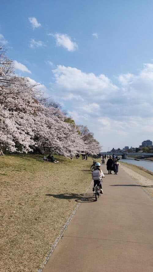 Hanami in Japan: The Magical Cherry Blossom Experience You Need to ...